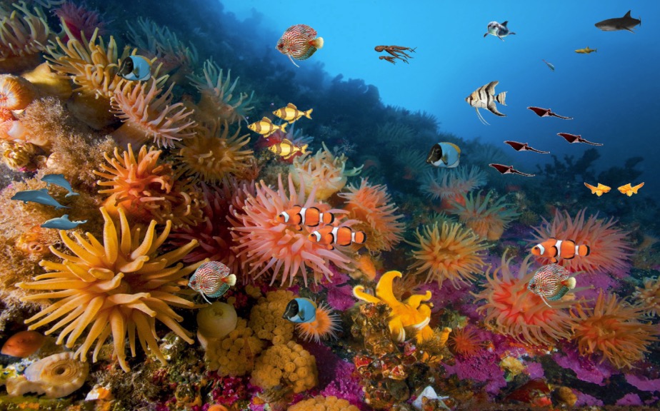 BBC's Blue Planet II Gets it Wrong on Acidification - Climate Change ...