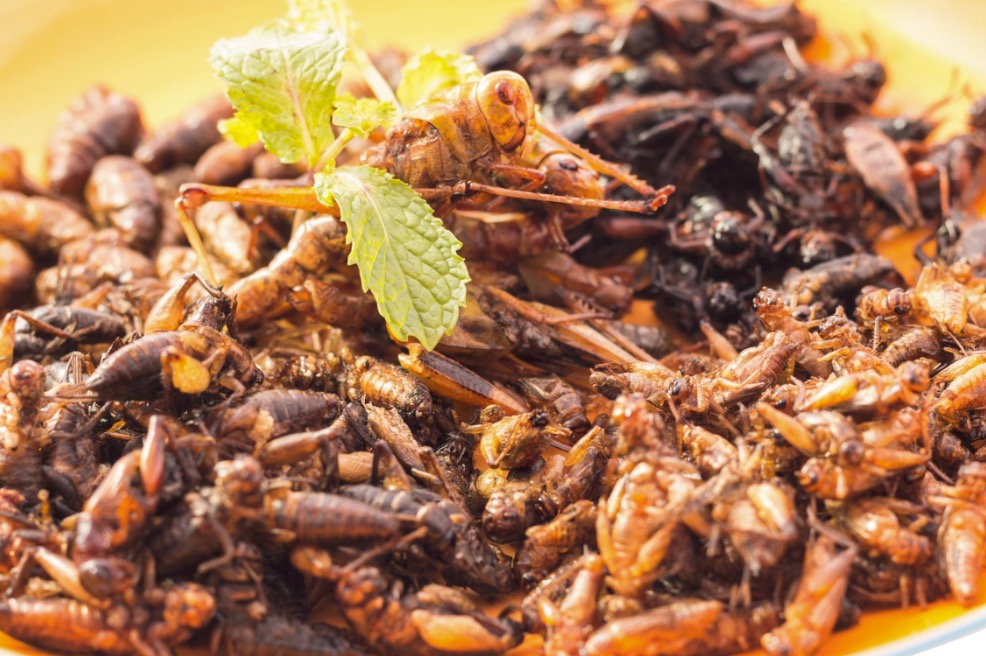 Can Bug Eating End U.S. And African Protein Shortages?