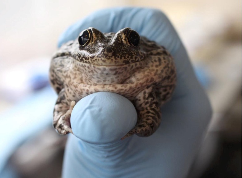 An Endangered Frog In The Regulatory Swamp