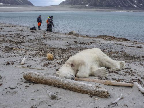 Ecotourism Backlash Over Killed Polar Bear
