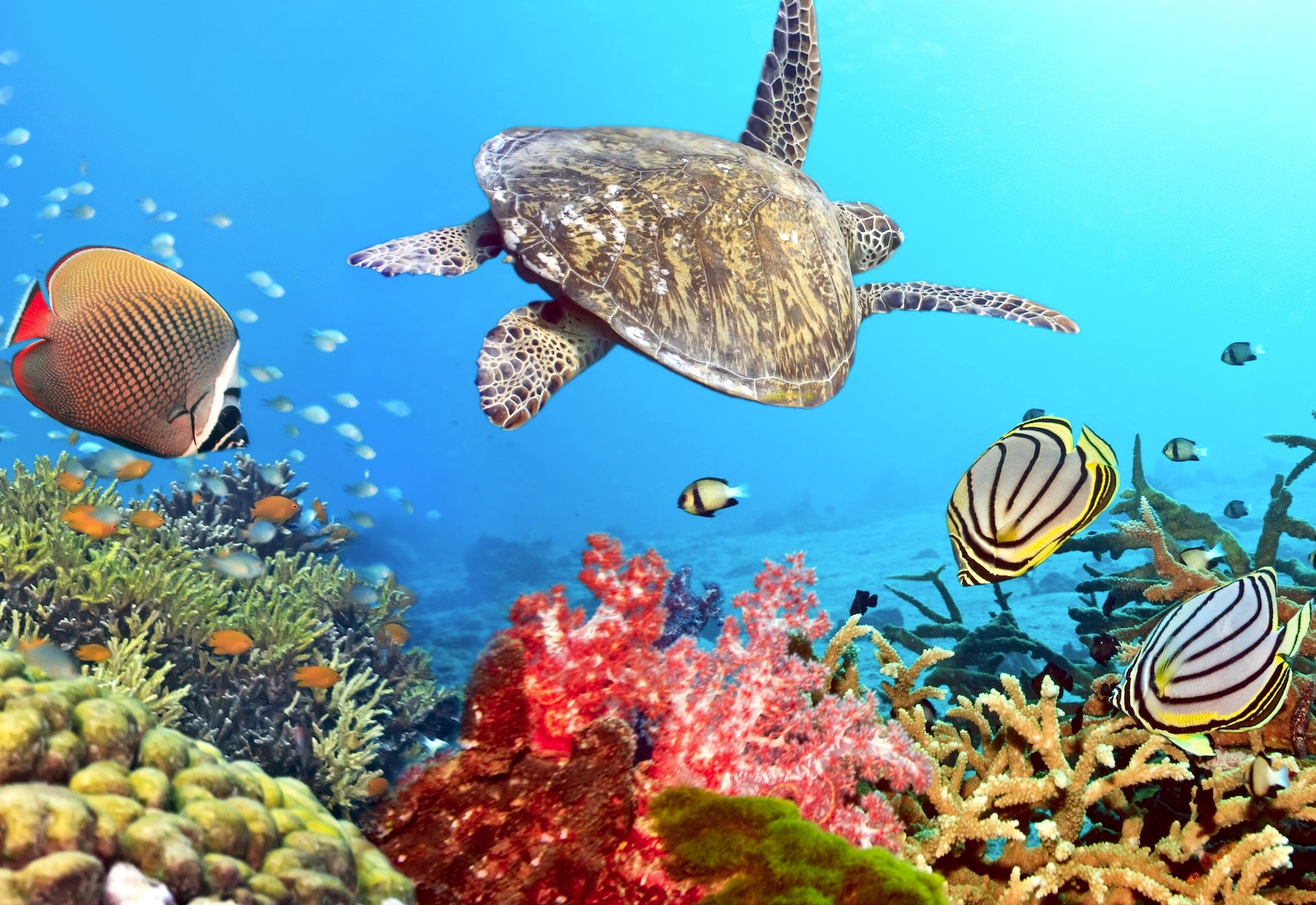 Crying Wolf Over The Great Barrier Reef