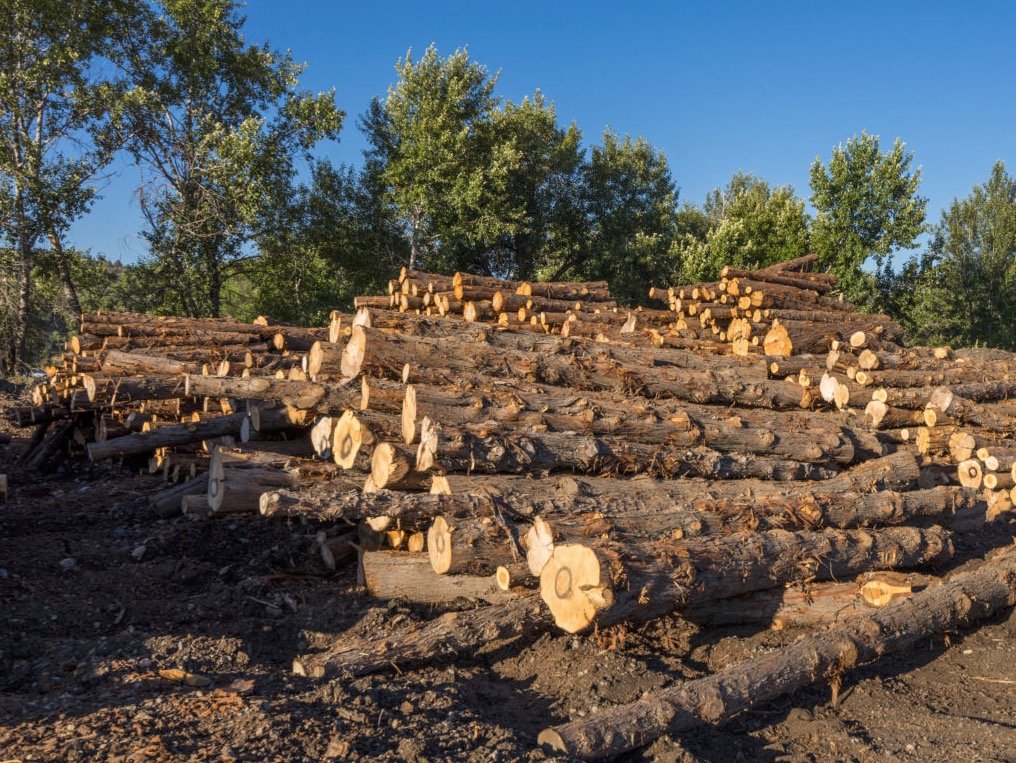 Report: Power From Biomass Is An Energy Disaster