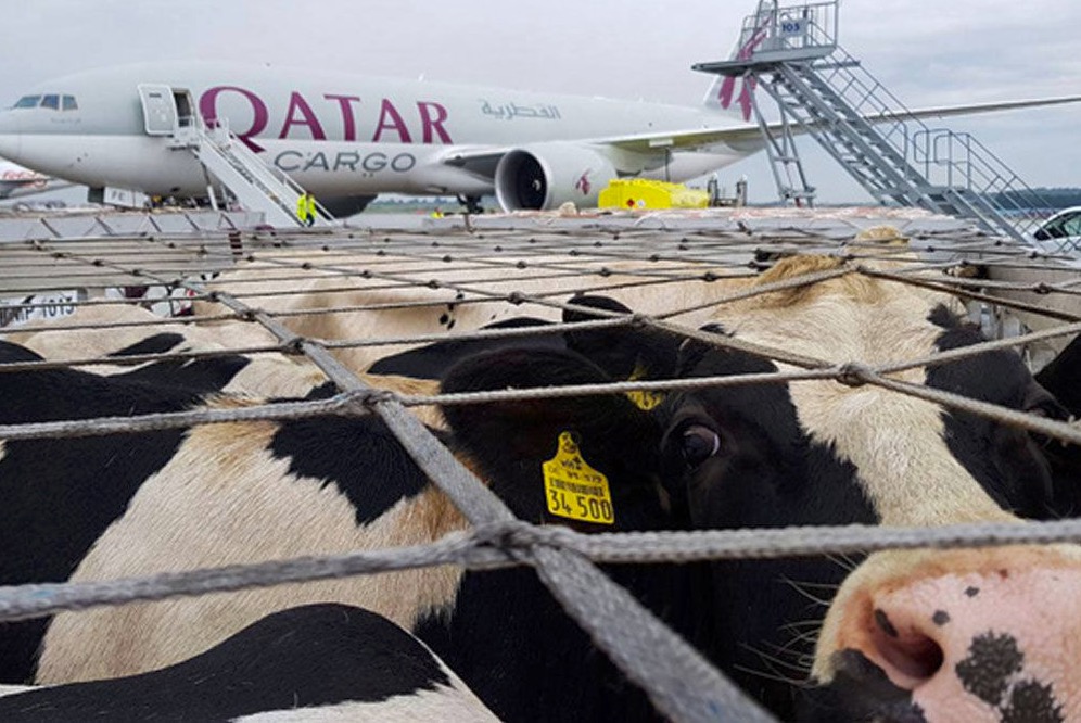 Green New Deal Will Tackle Farting Cows And Airplanes