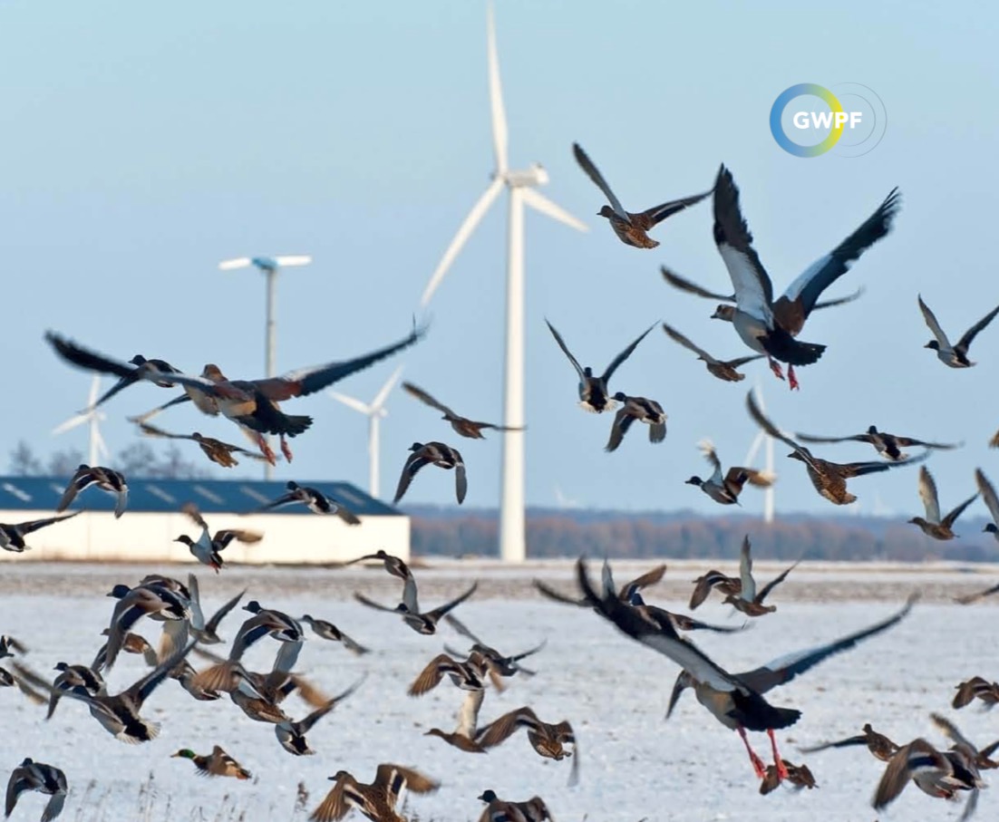 The Appalling Environmental Cost Of Wind Energy
