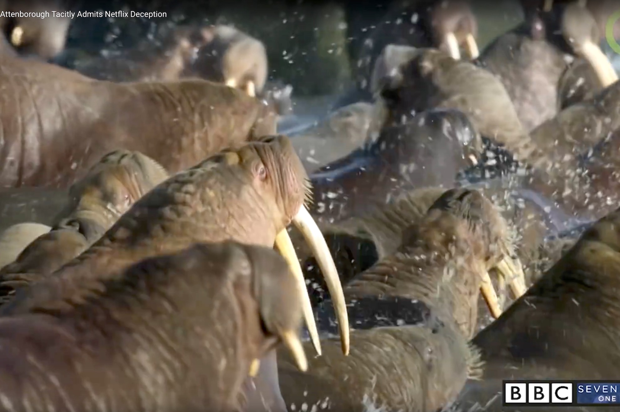 Attenborough Tacitly Admits Netflix Walrus Deception