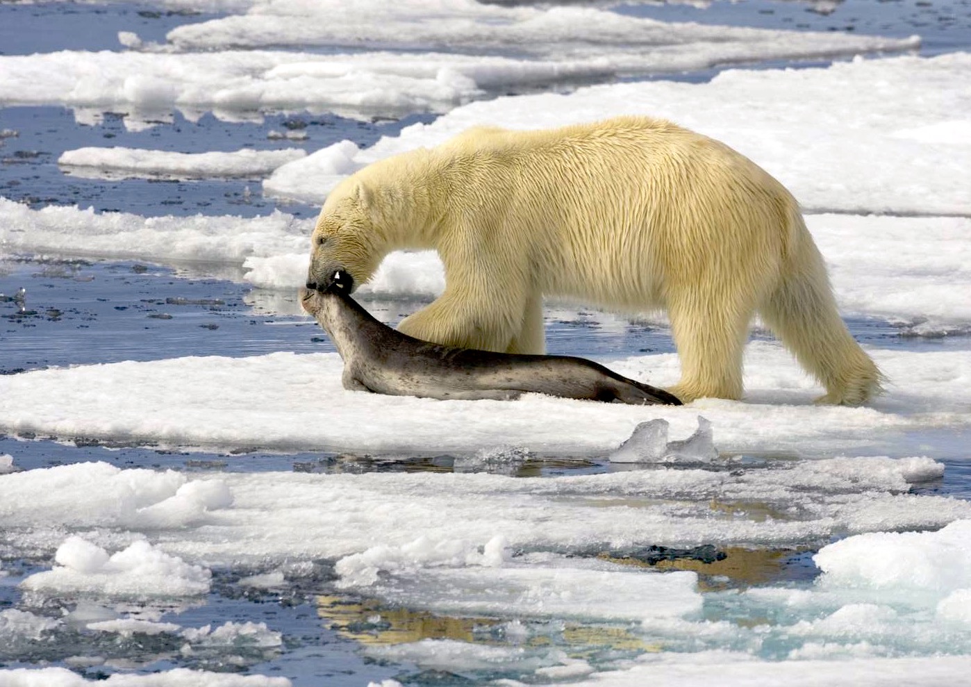 Claims Of W. Hudson Bay Polar Bear Decline Are Unethical, Ignore ...