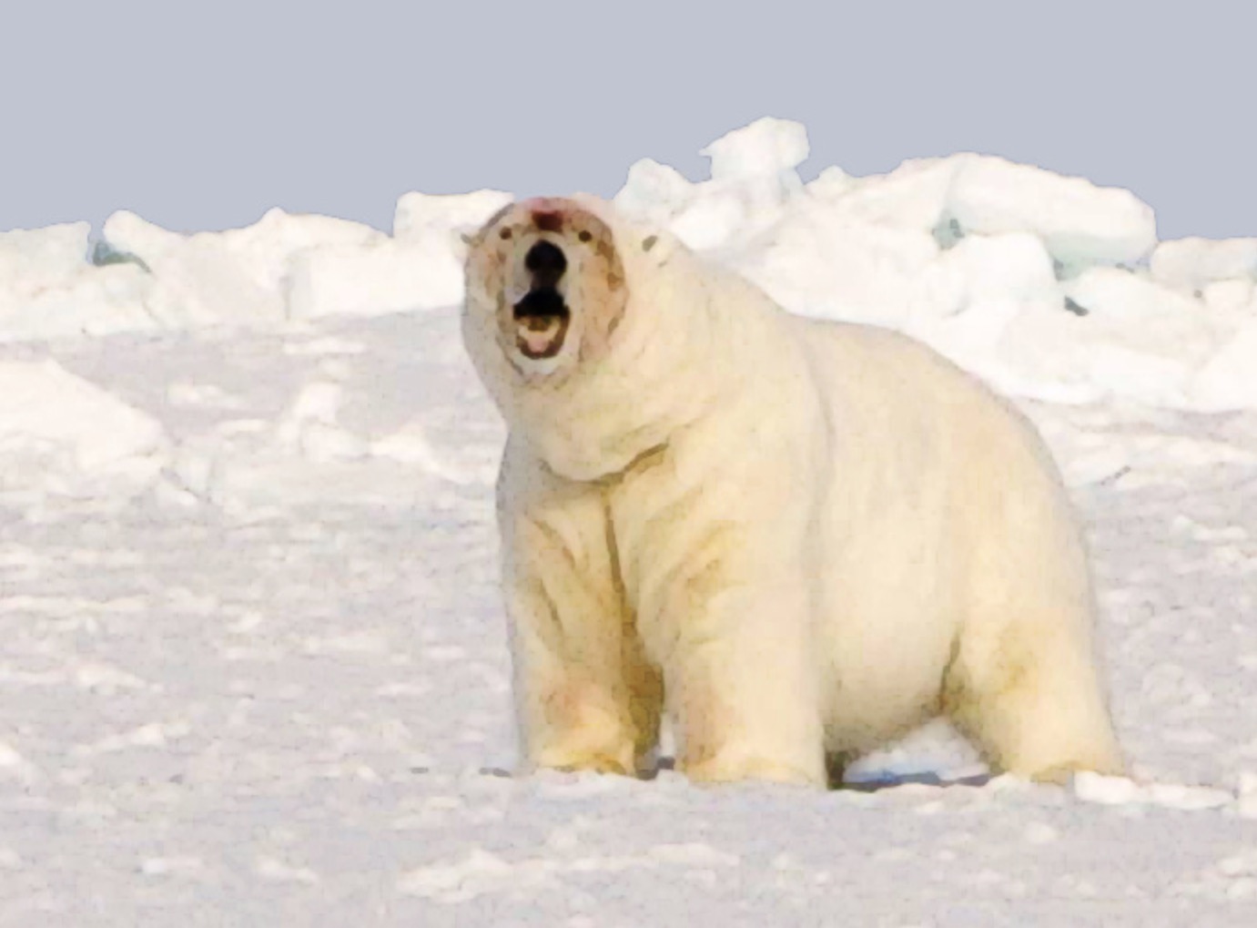 New Field Study Observations Prove Polar Bears Are Thriving - Climate ...