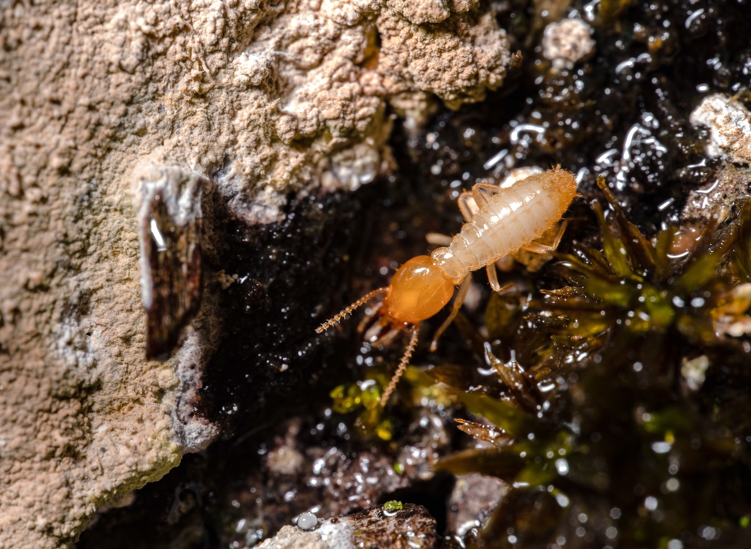 Behind The Fabled Greenhouse Gas Methane - Climate Change Dispatch