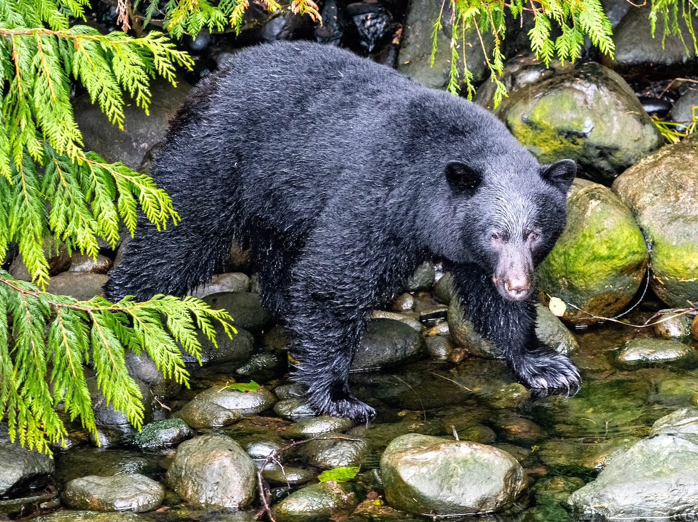CNN Blames Climate Change For Rise In Bear Attacks In Japan. It's Not ...