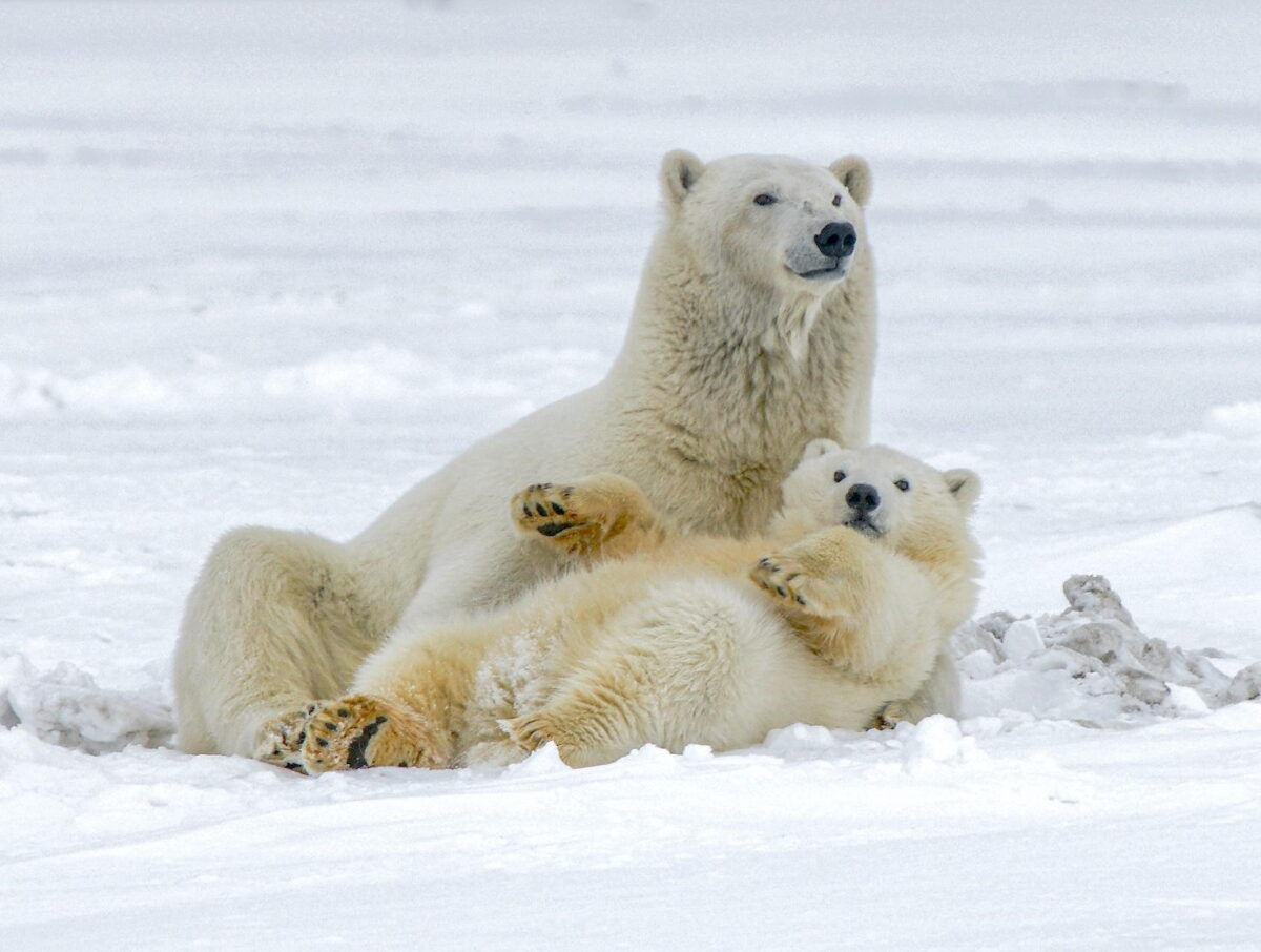 2023's State Of The Polar Bear Report: 'A Conservation Success Story ...