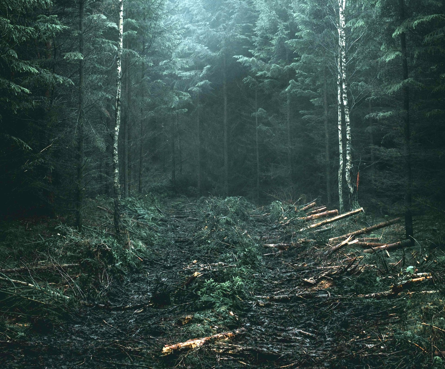 Dem-Backed Chinese Firm Razing Trees In Michigan For EV Battery Plant ...