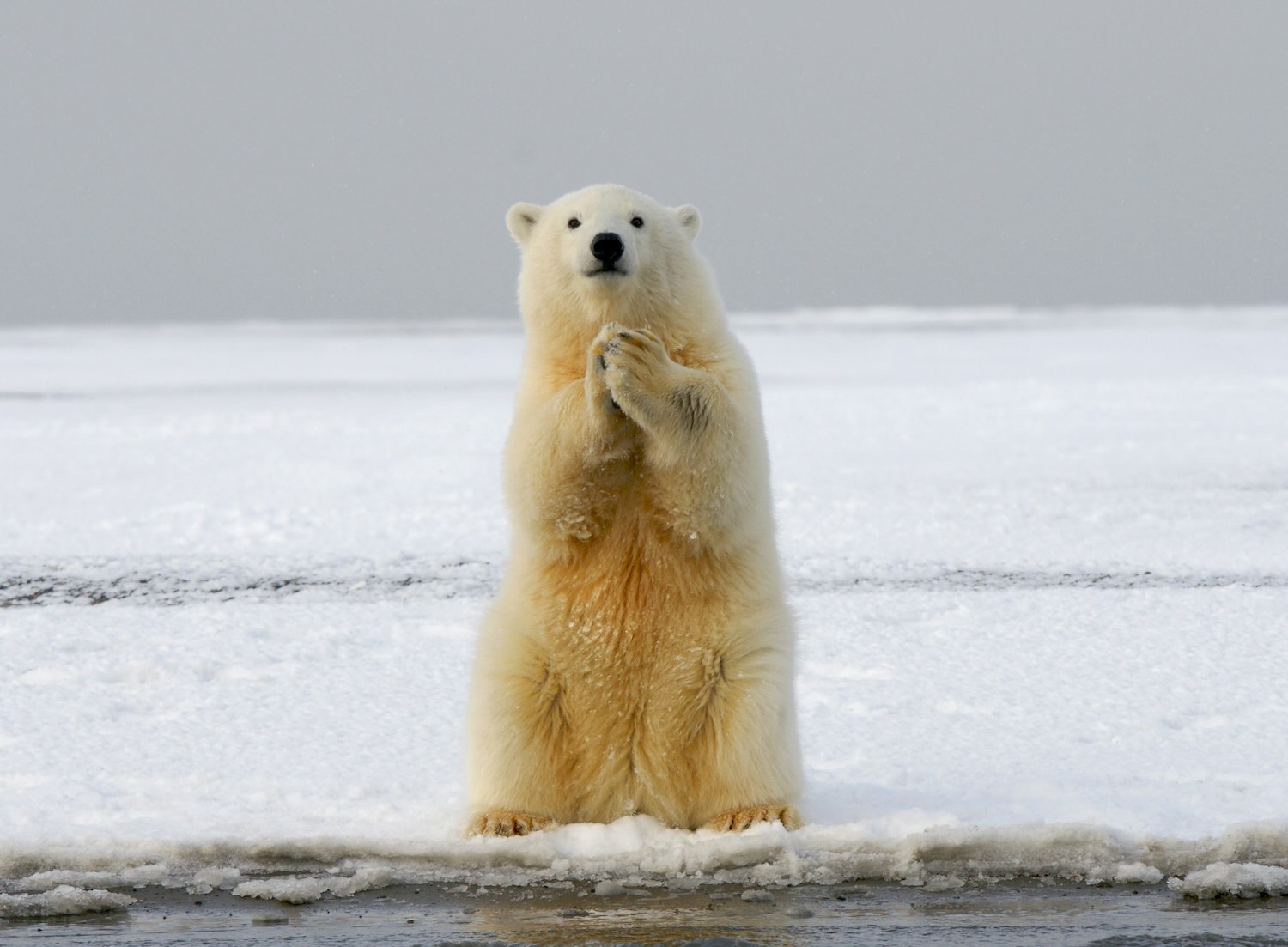 Researchers Find Arctic Region Was Warmer ~10,000 Years Ago Than Today ...