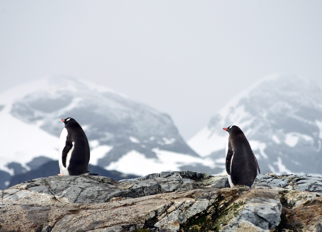 New Study: 'Extreme Cold Events In Antarctica' Shattered Records In ...