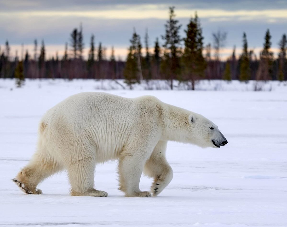 Data vs. Drama: Al Gore's Climate Warnings Twenty Years Later - Climate ...